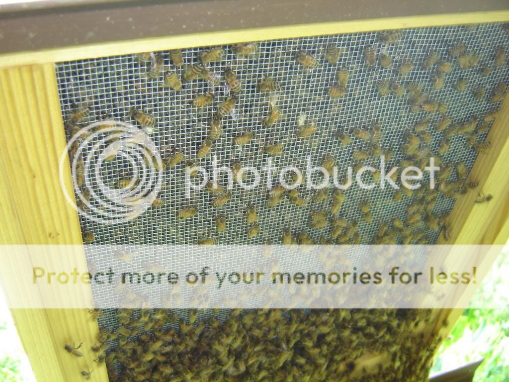 Brood nest on top? | Beesource Beekeeping Forums