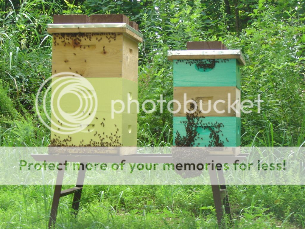 Brood nest on top? | Beesource Beekeeping Forums