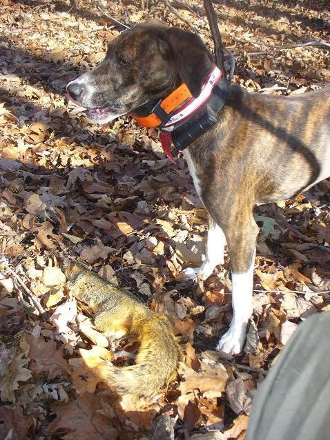 Squirrel Dogs | The HuntingPA.com Outdoor Community