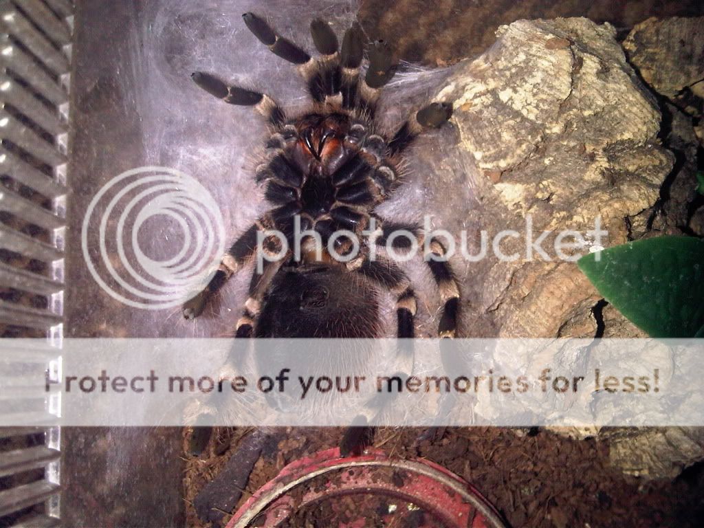 Do The Back Scuttle | Reptile Forums