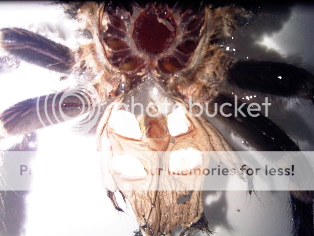 Do The Back Scuttle | Reptile Forums