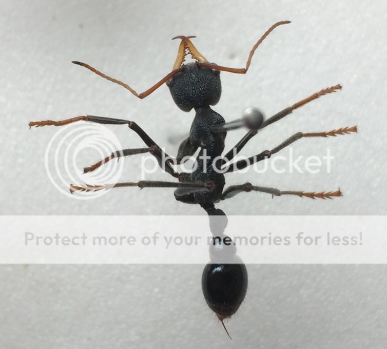 Found this big ant-like insect in woodlands. What type of ant is it ...