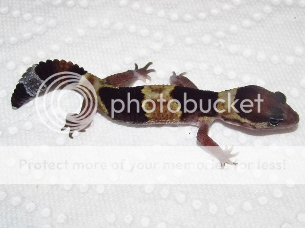 Awesome Granite African Fat-Tail Geckos! From WC Bloodlines! | Gecko Forums