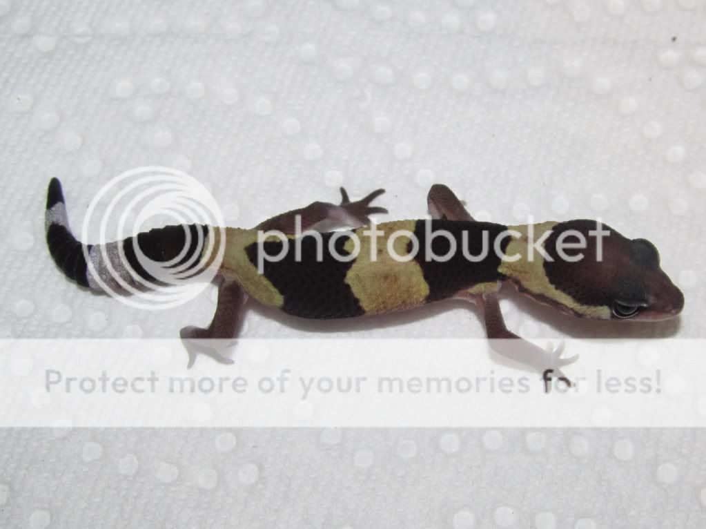 Awesome Granite African Fat-Tail Geckos! From WC Bloodlines! | Gecko Forums